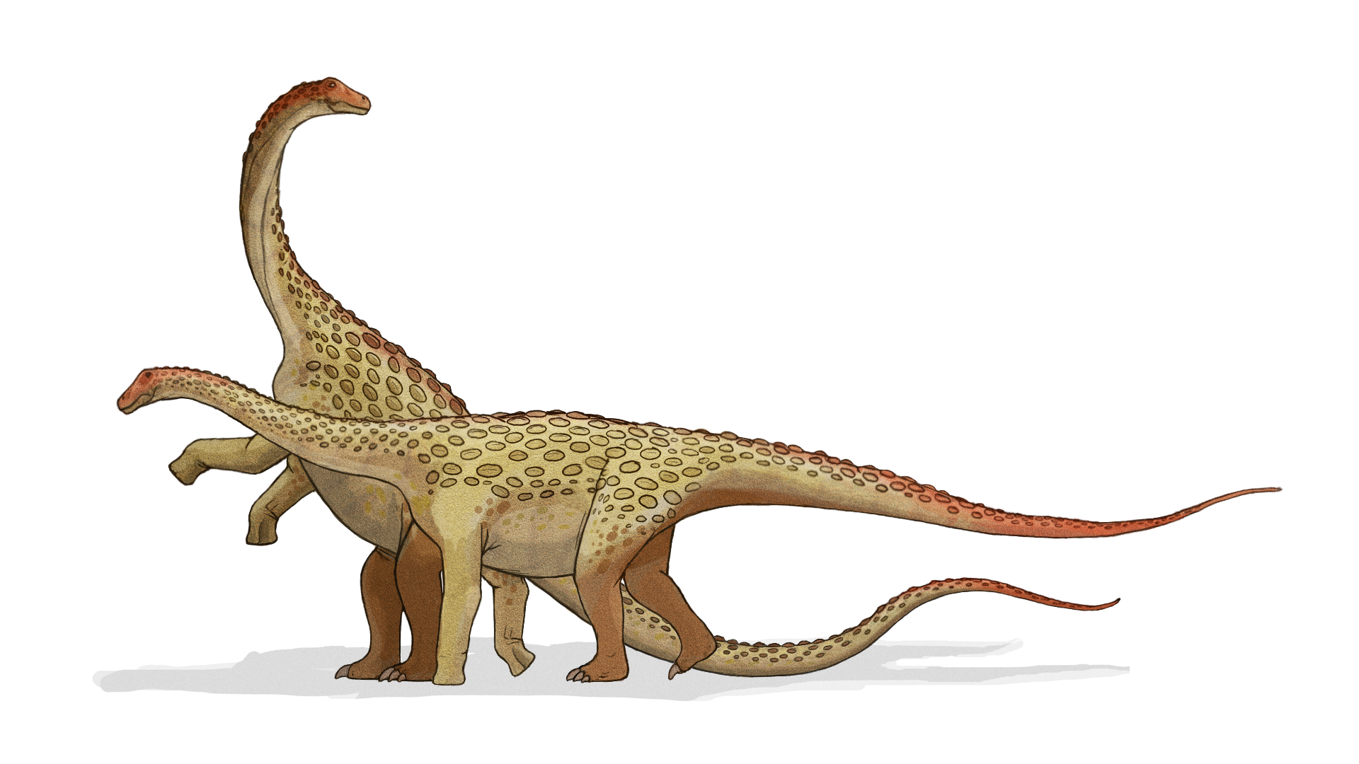 Saltasaurus_dinosaur | QUE IMÁGENES